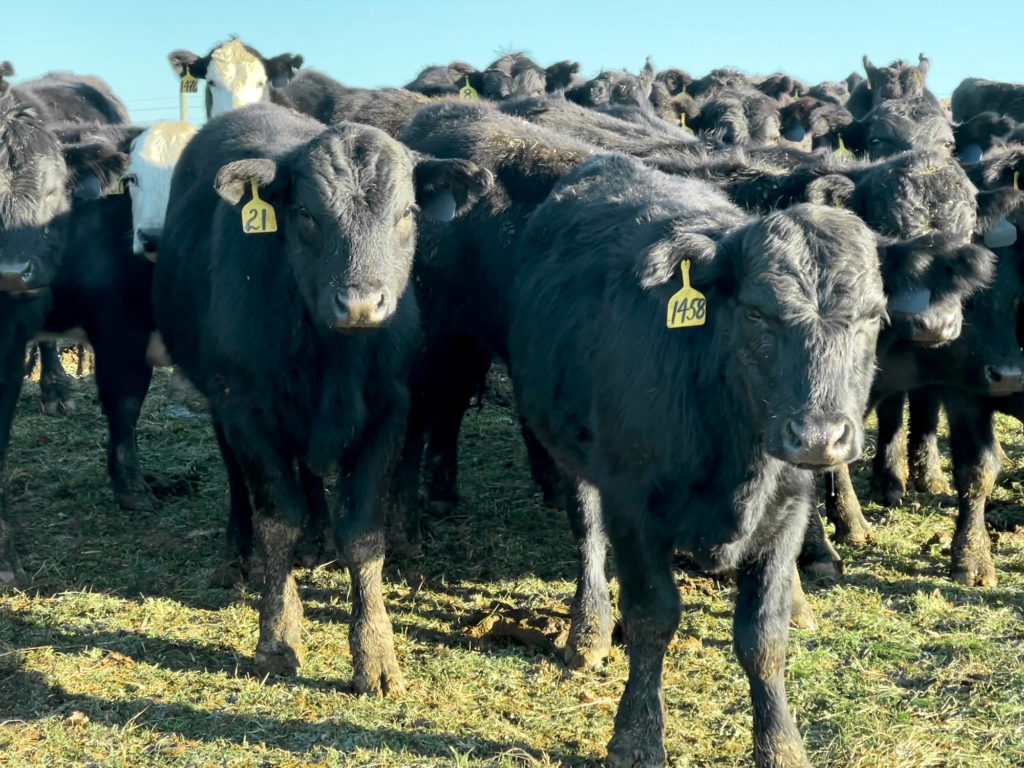 What We Do - Keystone Farm Future